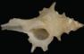 Leptotrophon acerapex