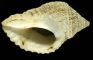 Leptoconchus lamarckii