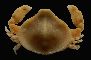 Leucosia craniolaris