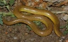 acontias meleagris linnaeus lance skink