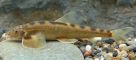 balitora ludongensis ludong hill stream loach