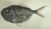 Diretmoides pauciradiatus