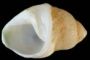 Mancinella echinulata