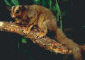 Petaurus gracilis