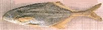 Marcusenius abadii