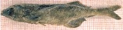 Marcusenius bentleyi