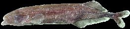 Marcusenius friteli