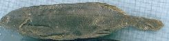 Marcusenius fuscus