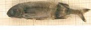 Marcusenius intermedius