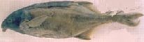 Marcusenius kainjii