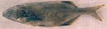 Marcusenius leopoldianus