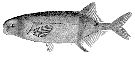 Marcusenius moorii