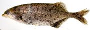 Marcusenius multisquamatus