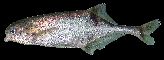 Marcusenius schilthuisiae