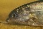 Marcusenius senegalensis