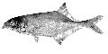Marcusenius stanleyanus