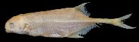Marcusenius thomasi