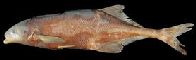 Marcusenius gracilis