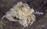 Merocryptoides frontalis