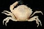 Microcassiope xantusii