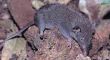 Gracile Shrew Tenrec