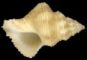 Mipus arbutum