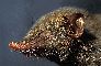 Montane Shrew Tenrec