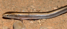 chalcides mionecton morocco cylindrical skink
