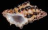 Namamurex odontostoma
