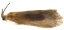 Mystacopsyche longipilosa