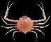 Myropsis quinquespinosa