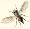 Napomyza lateralis