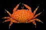 Neolioxantho asterodactylus