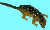 Dasyurus albopunctatus