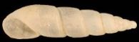 Nisostomia eclecta