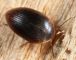 Melasis buprestoides