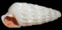 Odostomella bicincta
