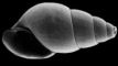 Ondina dilucida