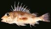 Neosebastes occidentalis