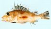 Neosebastes entaxis