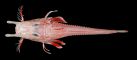 Paraheminodus laticephalus