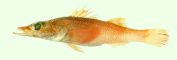 Common Name