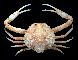 Persephona mediterranea