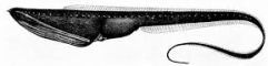 Family: Monognathidae (One-jaw eels)