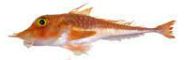 Peristedion altipinne