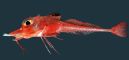 Peristedion crustosum