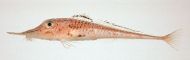 Peristedion orientale
