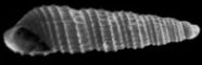 Perparthenina nanodea