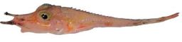 Peristedion longicornutum