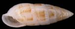 Pharcidella moffati